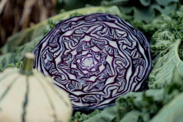 Comment cuire le chou rouge : conseils et techniques - FeministesPlurielles